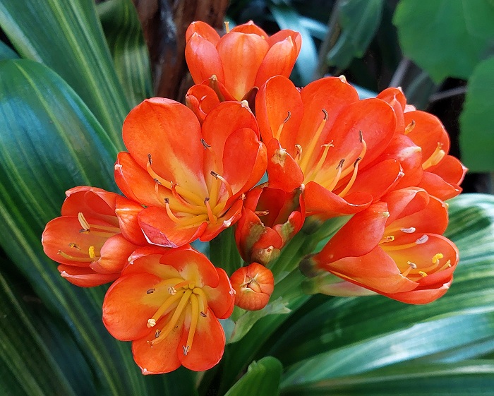 "Light of Buddha" Variegated Clivia miniata